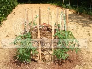 Japanese Tomato Ring Growing Technique