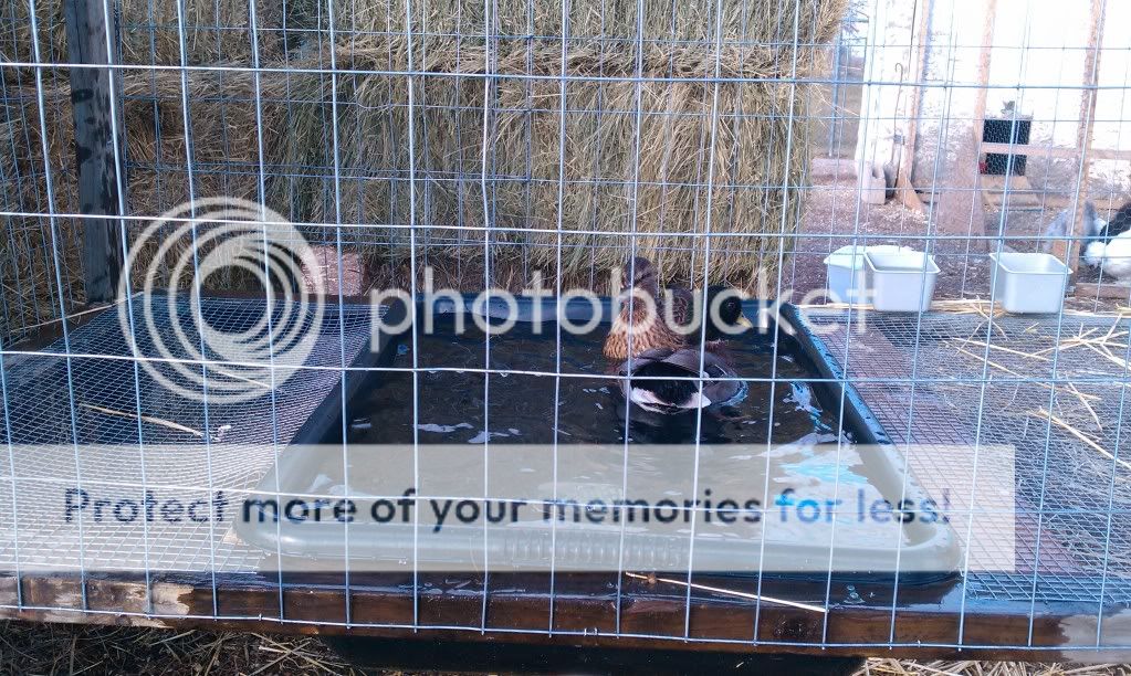 Homemade Duck Ponds? Pics? | BackYard Chickens - Learn How to Raise ...