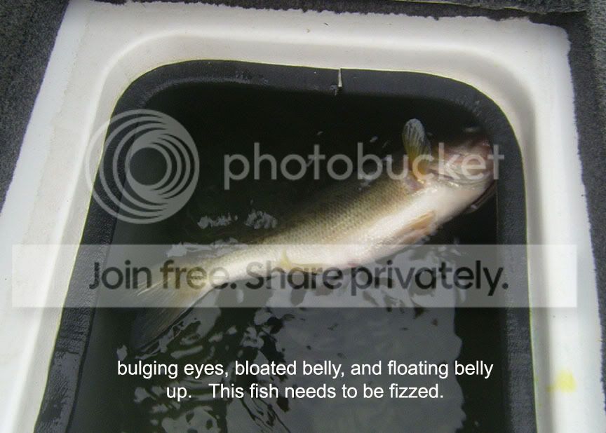 Is Fizz A Fish