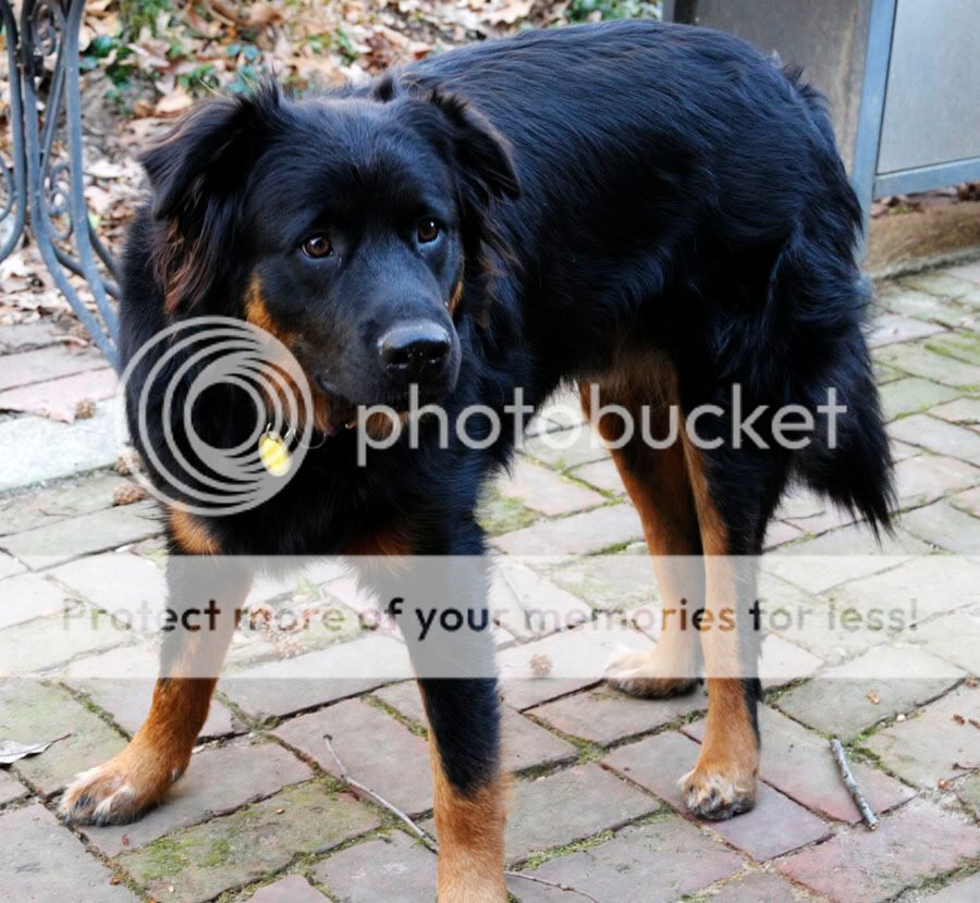 New doggie > General Discussion > AR15.COM