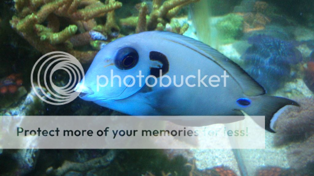 Comp: - Fish Of The Month - March | Marine Aquariums South Africa