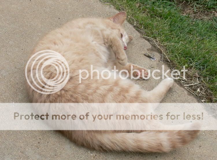 Straight Piping from cat back | Jeep Wrangler Forum