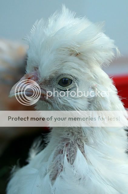 Nugget ROCKIN that MOHAWK! | BackYard Chickens - Learn How to Raise ...