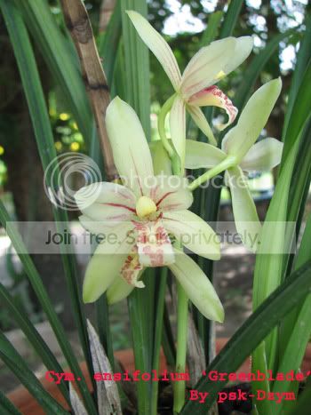 Cymbidium ensifolium var. haematodes หรือ จุหลันพื้นเมืองจากภาคอิสาน
