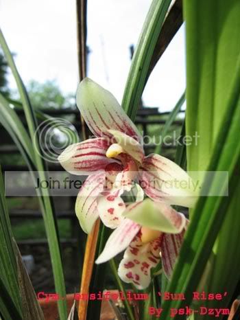 Cymbidium ensifolium var. haematodes หรือ จุหลันพื้นเมืองจากภาคอิสาน