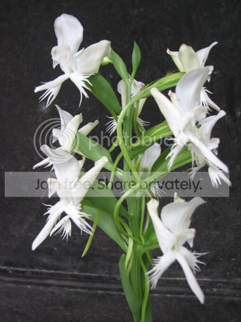 Pecteilis susannae - หอมกลิ่นบัวเผื่อนยามดึก